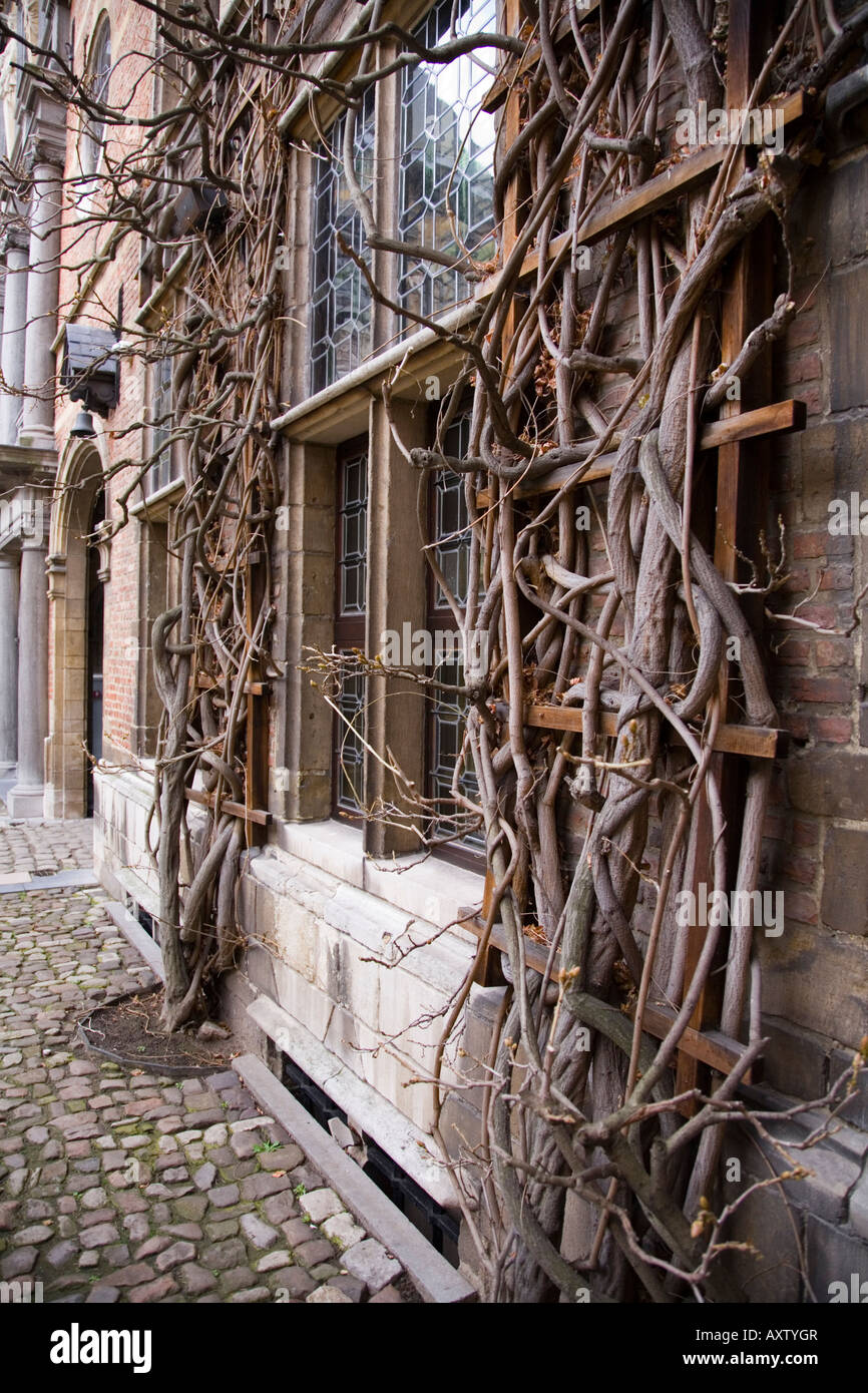 Window surrounded by two dormant wisteria, at the house of artist ...