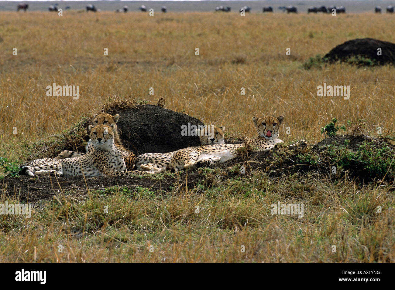 Cheetah pack hi-res stock photography and images - Alamy