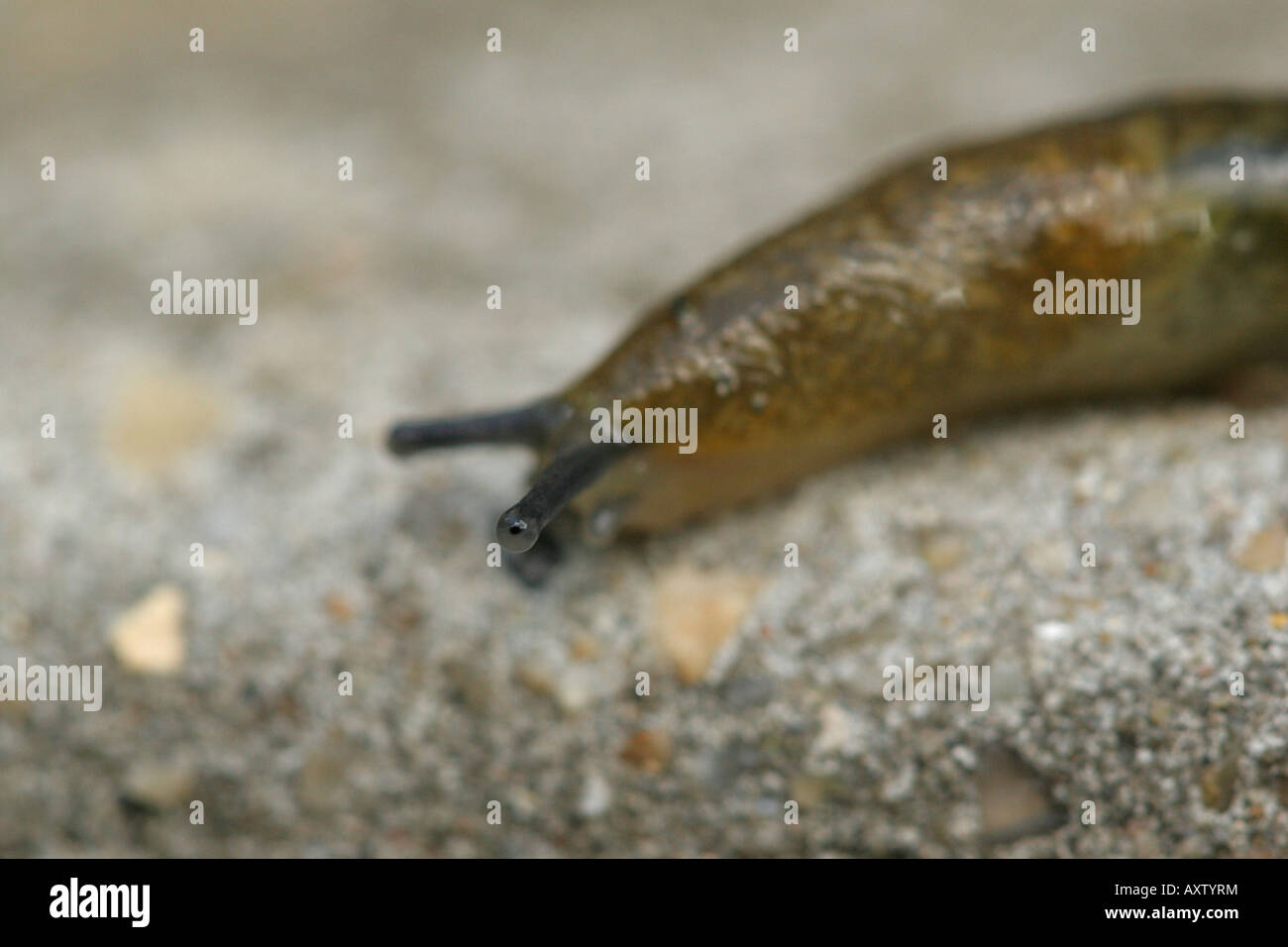 Slug slithering along on concretet surface Stock Photo - Alamy