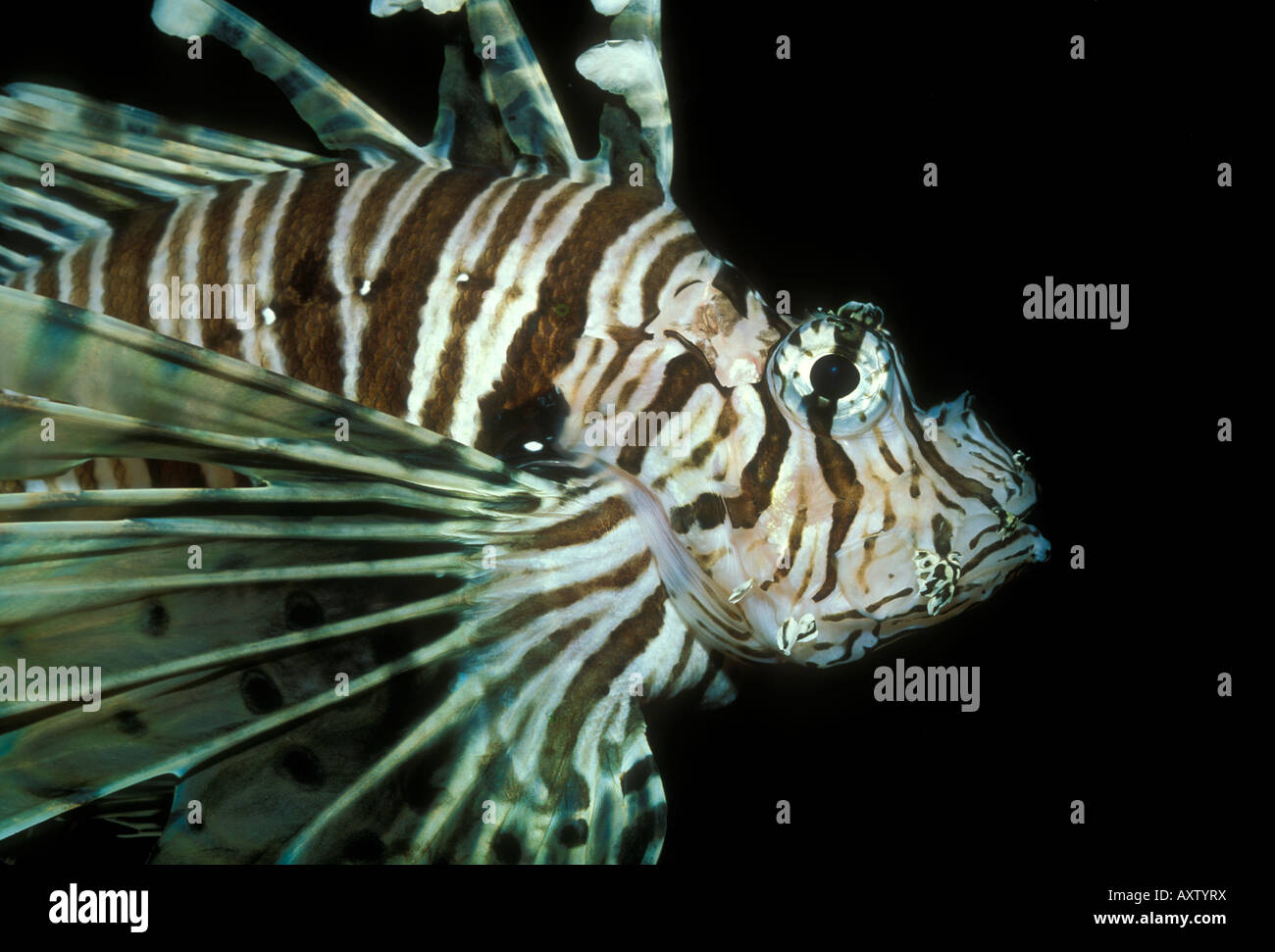 Red lionfish face hi-res stock photography and images - Alamy