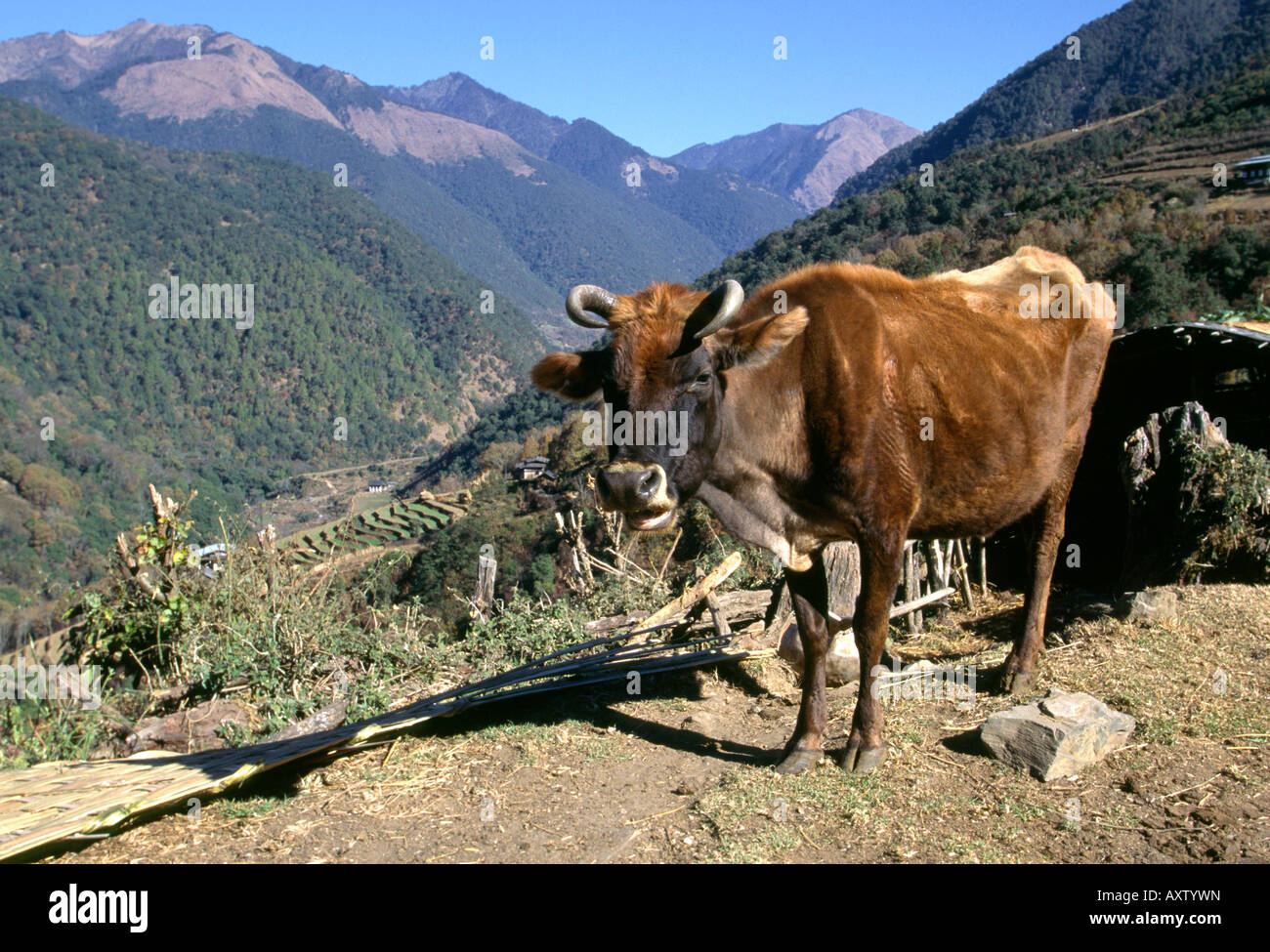 Bhutan Black Mountains Lobding cow at side of road Stock Photo - Alamy