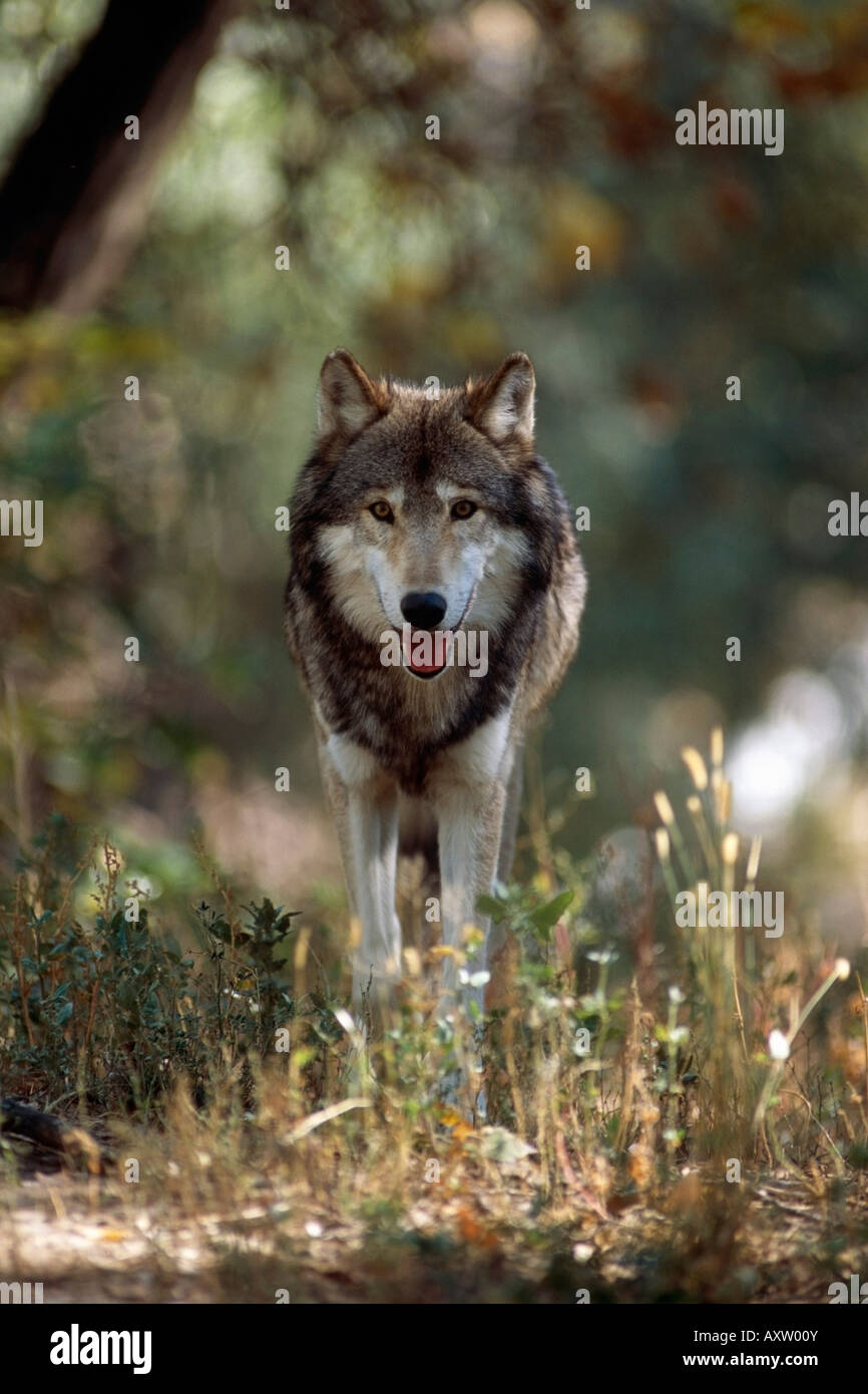 Timber wolf hi-res stock photography and images - Alamy