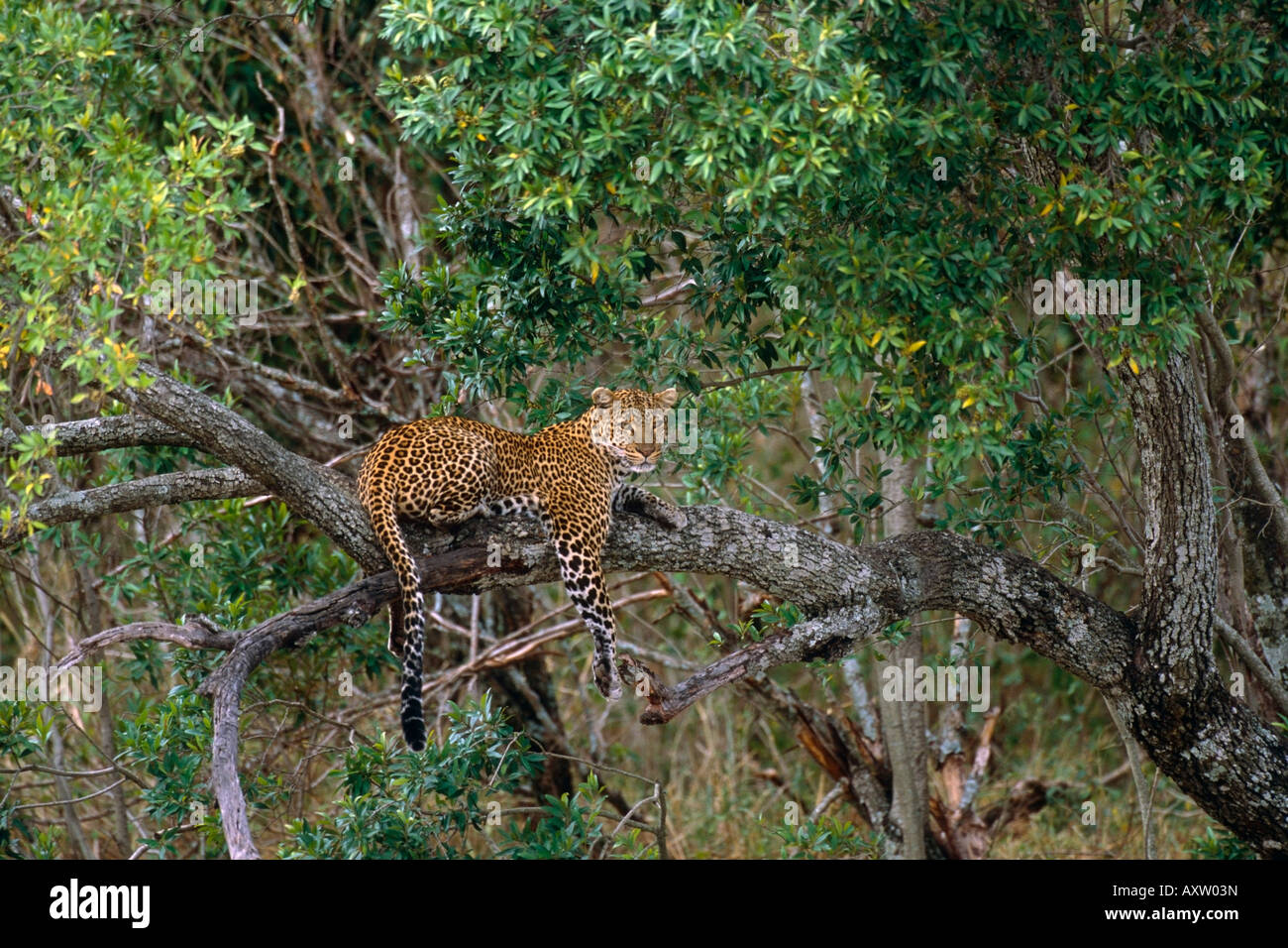 Spotted Cheetah takes a rest up in a tree in Africa Stock Photo - Alamy