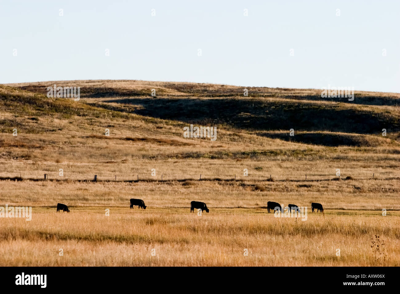 Nebraska ranch cattle hi-res stock photography and images - Alamy