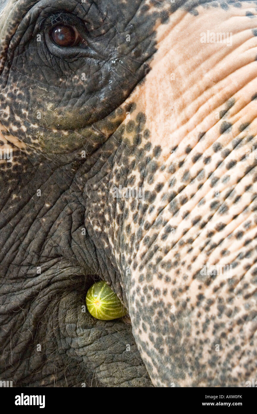 Elephant happy hi-res stock photography and images - Alamy