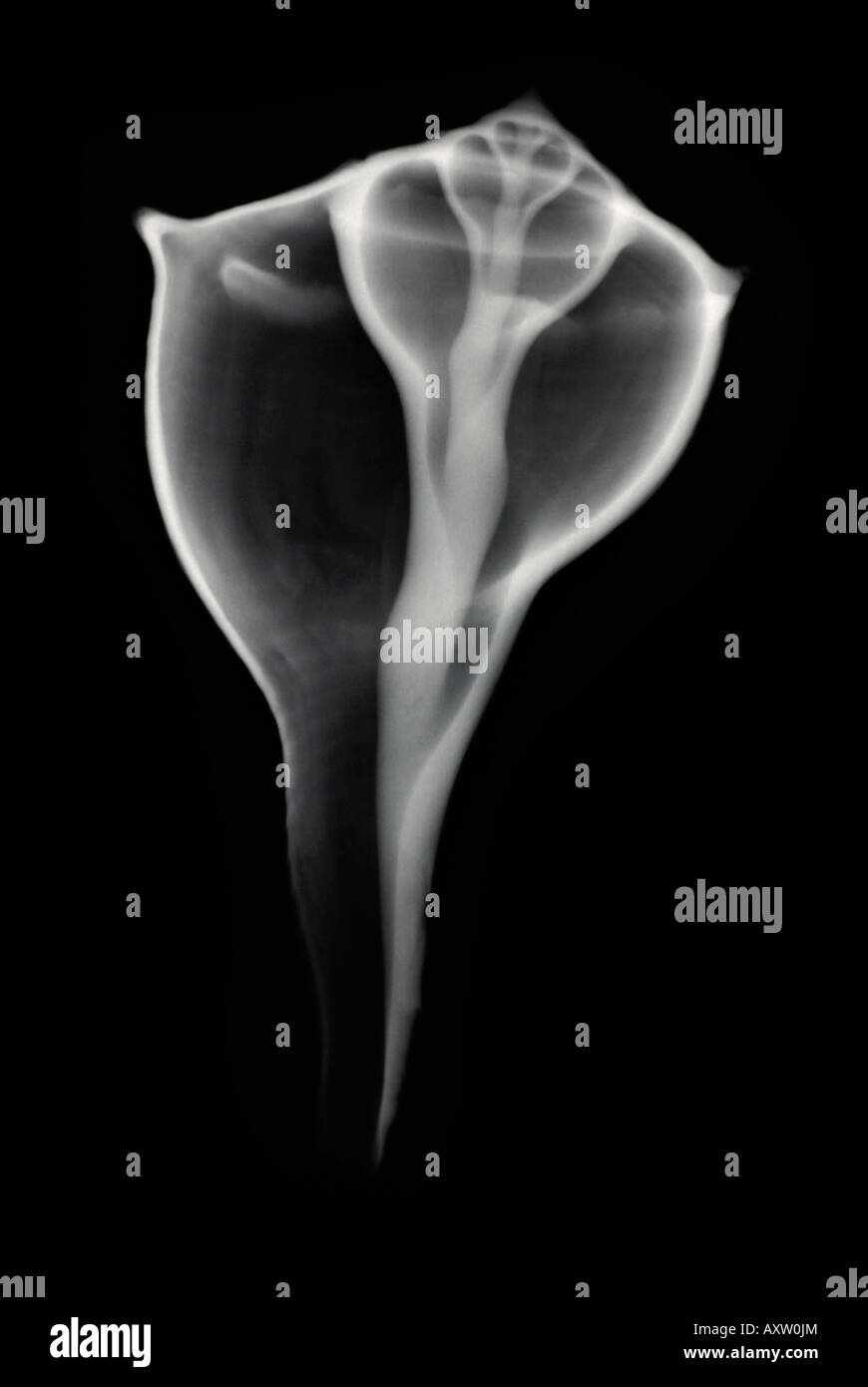 x-ray of a seashell Stock Photo - Alamy