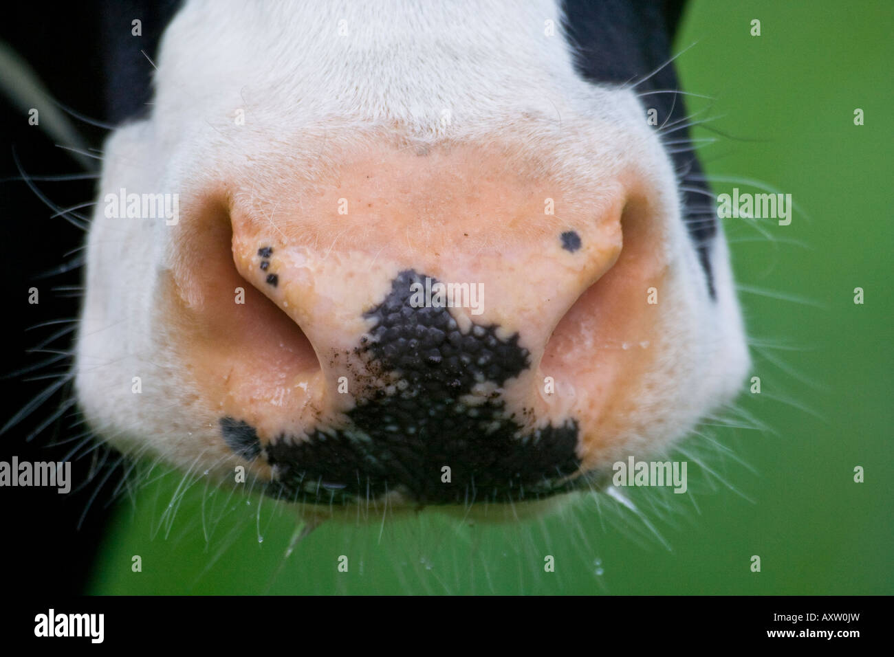 Cow mouth hi-res stock photography and images - Alamy