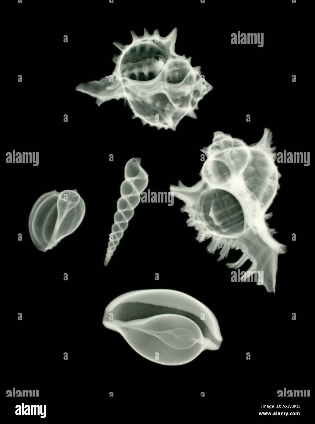 x-ray of a seashell Stock Photo - Alamy
