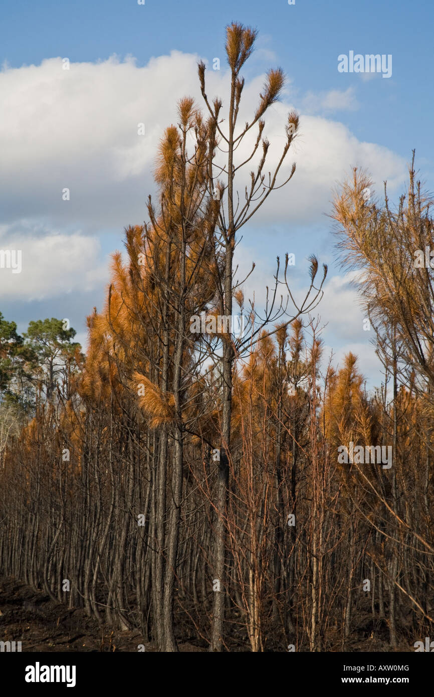 A burned out forest in Clay County, Florida, USA Stock Photo - Alamy