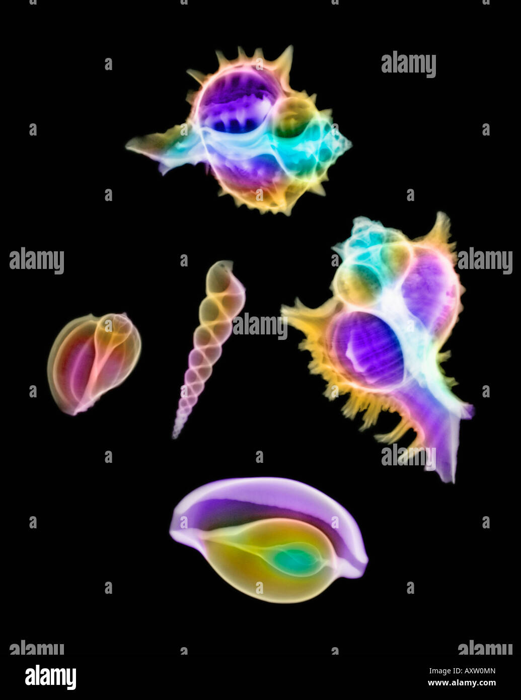 colorized digitally-enhanced x-ray of a seashell Stock Photo - Alamy