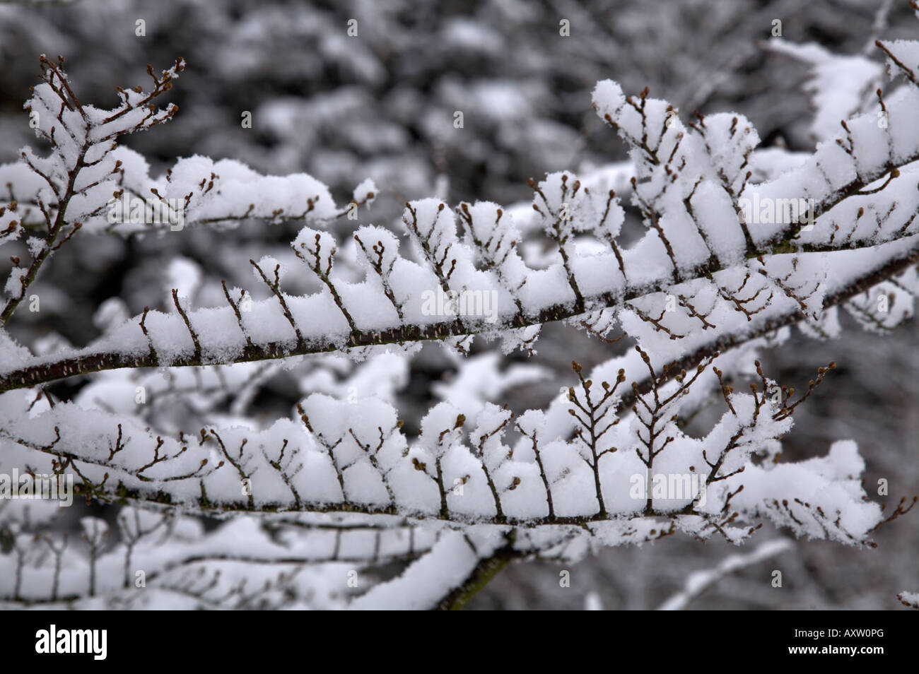 Arctic beech hi-res stock photography and images - Alamy