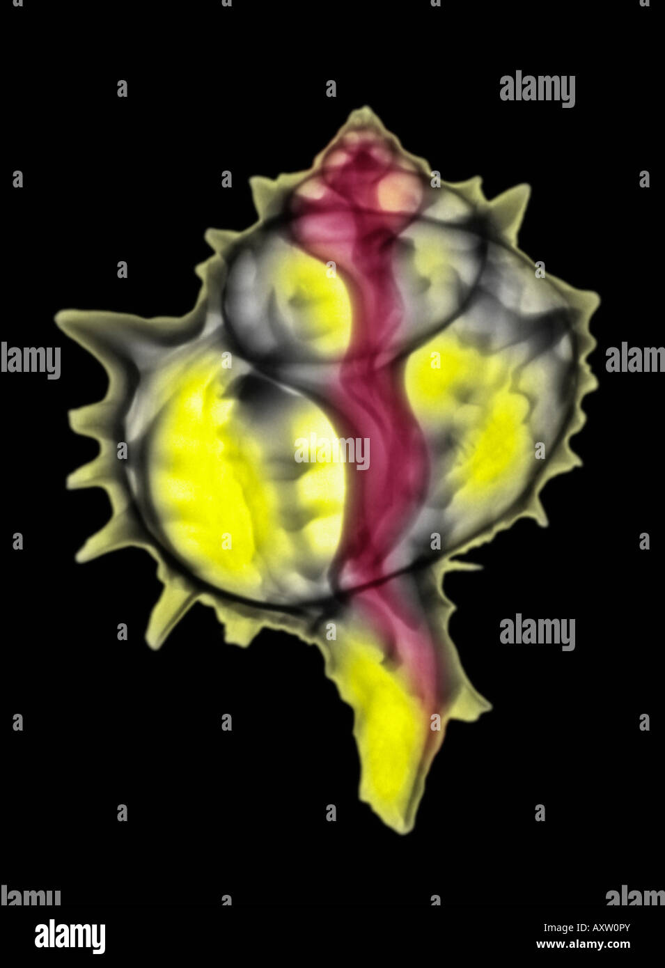 colorized digitally-enhanced x-ray of a seashell Stock Photo - Alamy