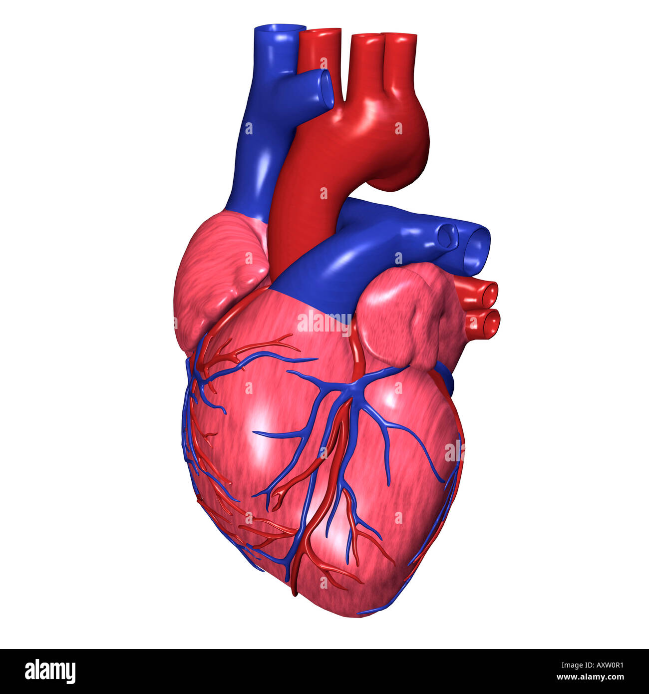 Monkey Heart Anatomy
