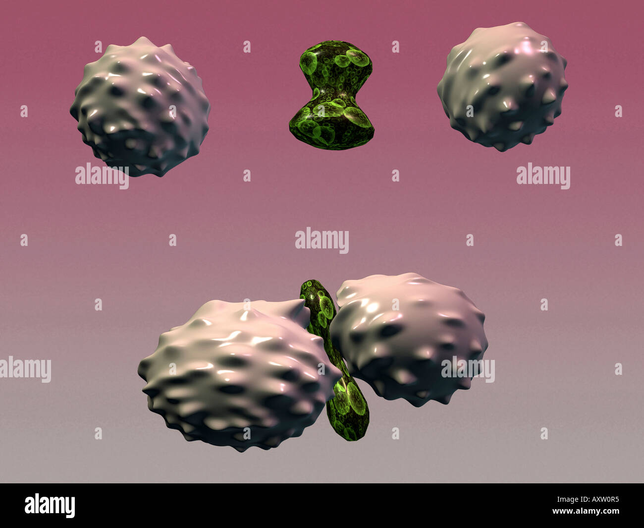 White Blood Cells Stock Photo - Alamy