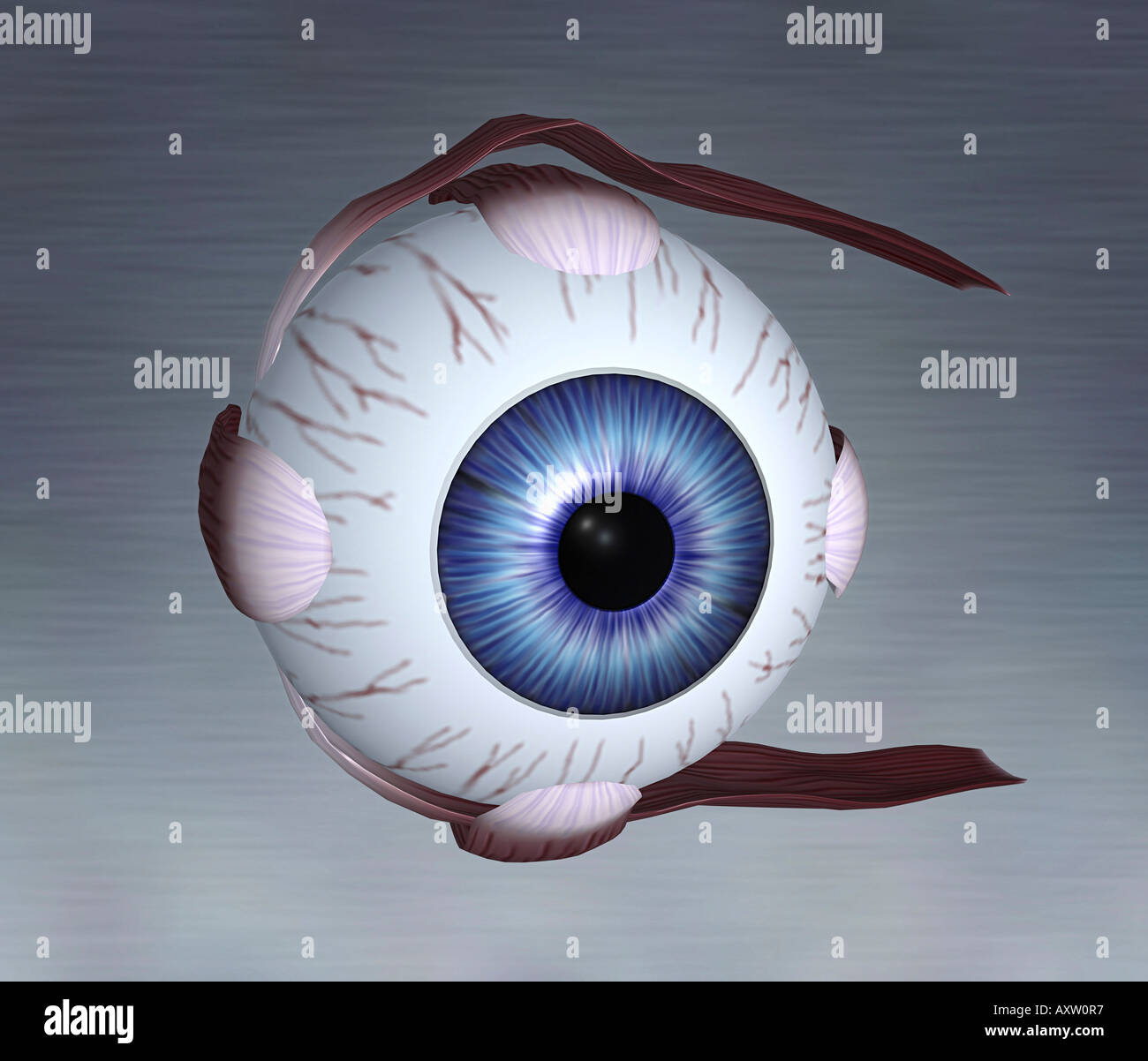 Close-up of the human eyeball Stock Photo - Alamy