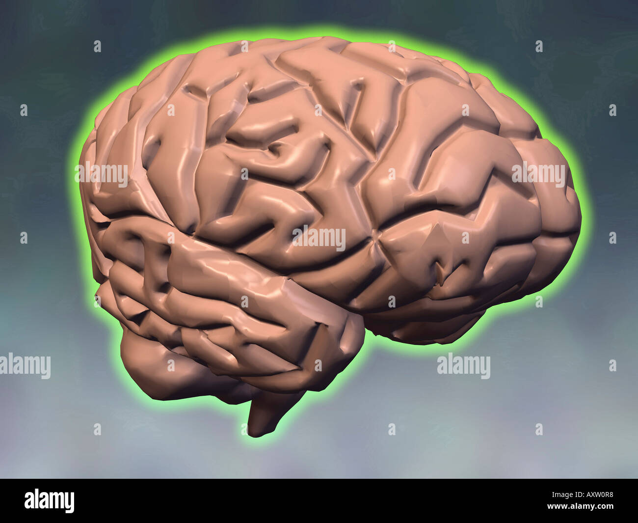 Primary cortex hi-res stock photography and images - Alamy
