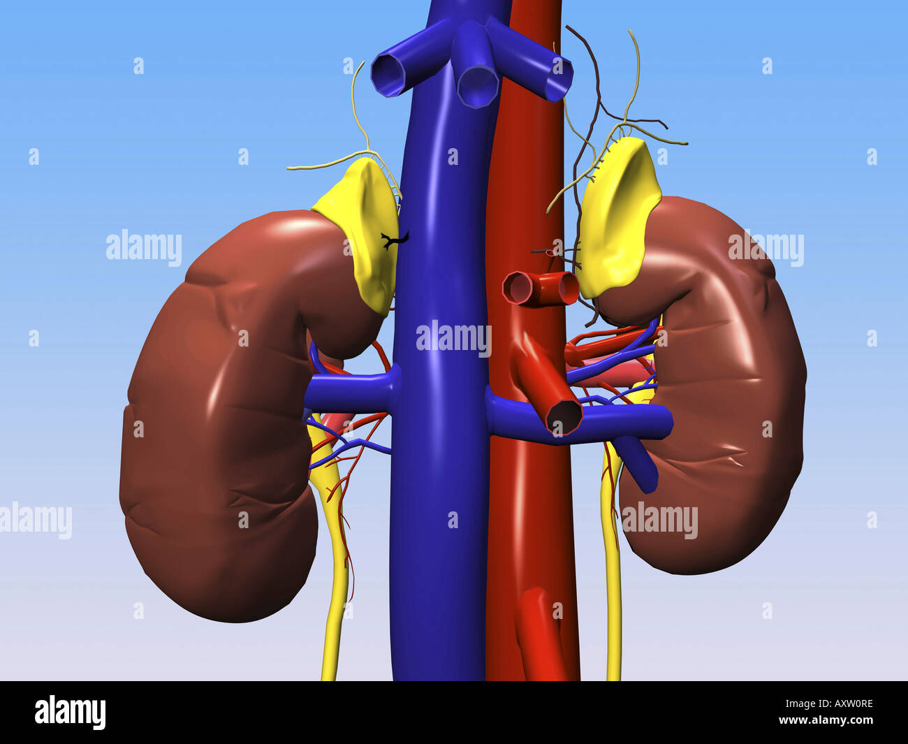 Diagram of human renal system hi-res stock photography and images - Alamy