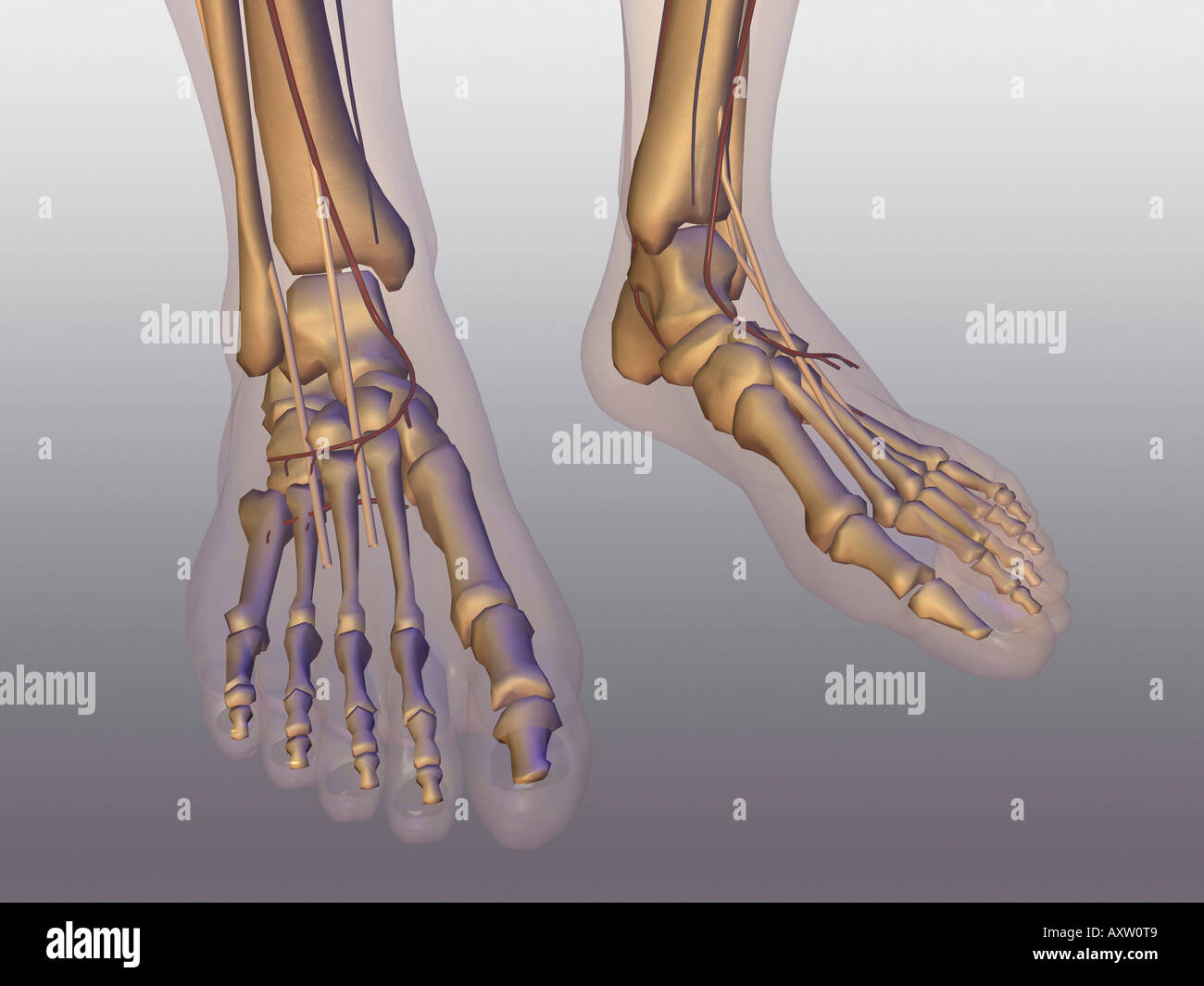 Low section view of a human skeleton Stock Photo - Alamy