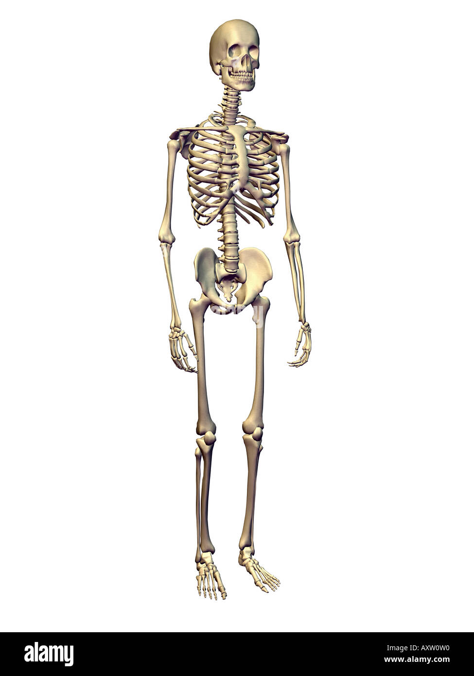 Skeletal System Stock Photos & Skeletal System Stock Images - Alamy