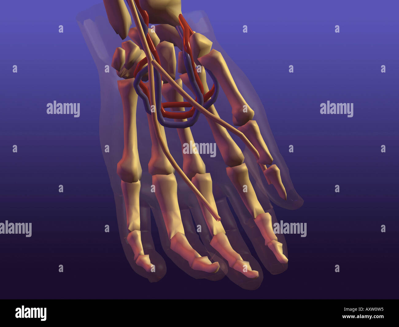 Skeleton of a human hand Stock Photo - Alamy