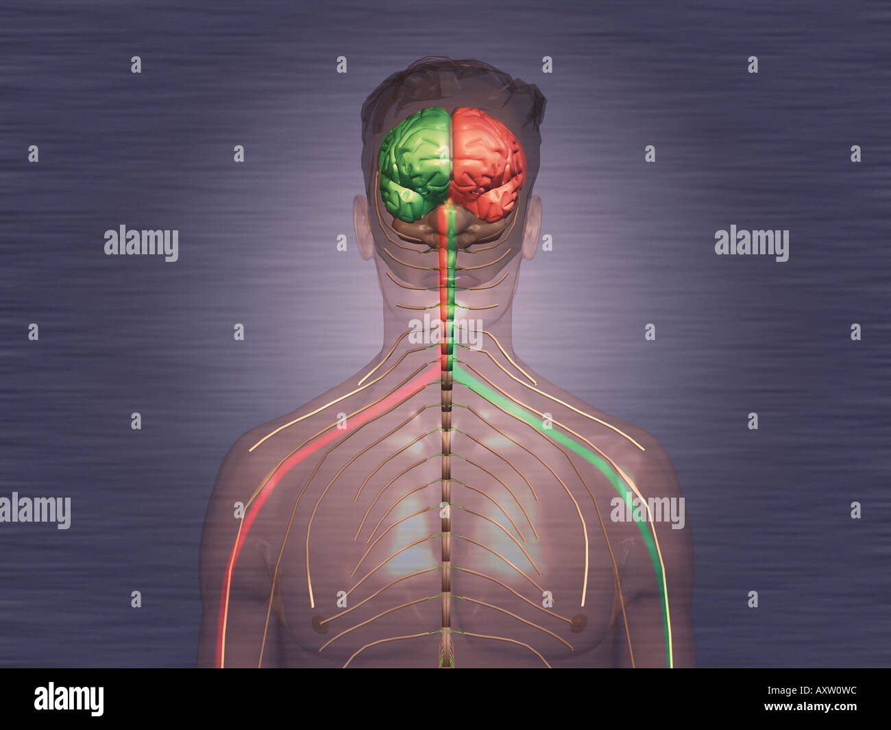 Red frontal lobe hi-res stock photography and images - Alamy