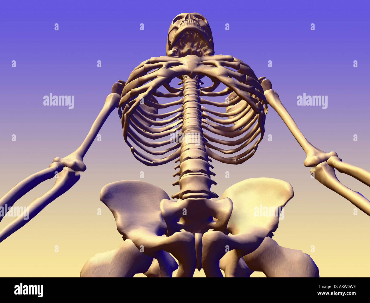 Low angle view of human skeleton hi-res stock photography and images ...
