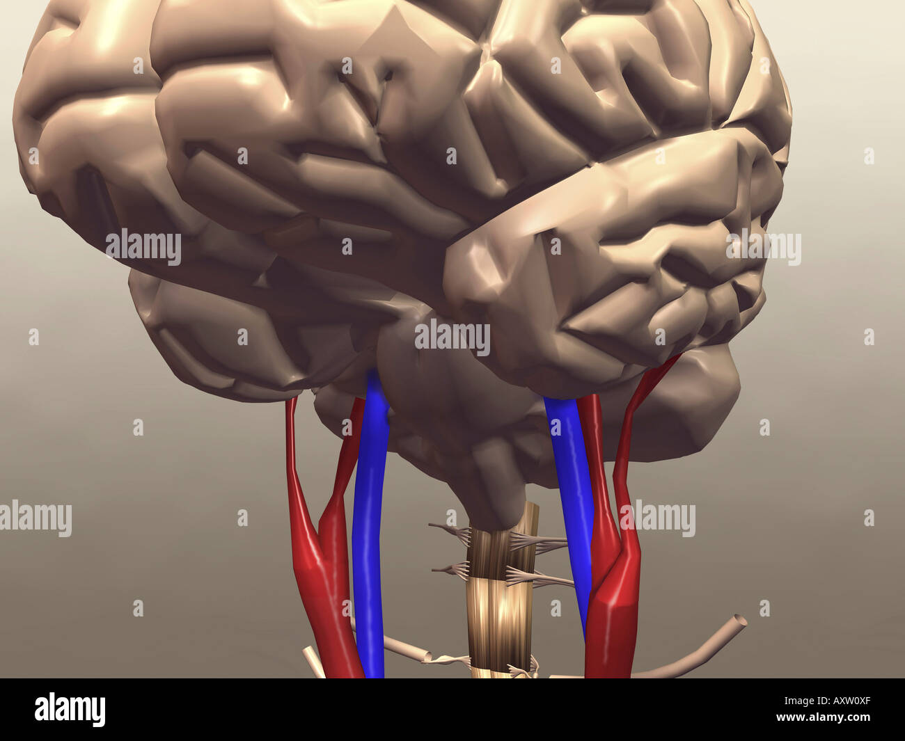 Ischemic stroke hi-res stock photography and images - Alamy