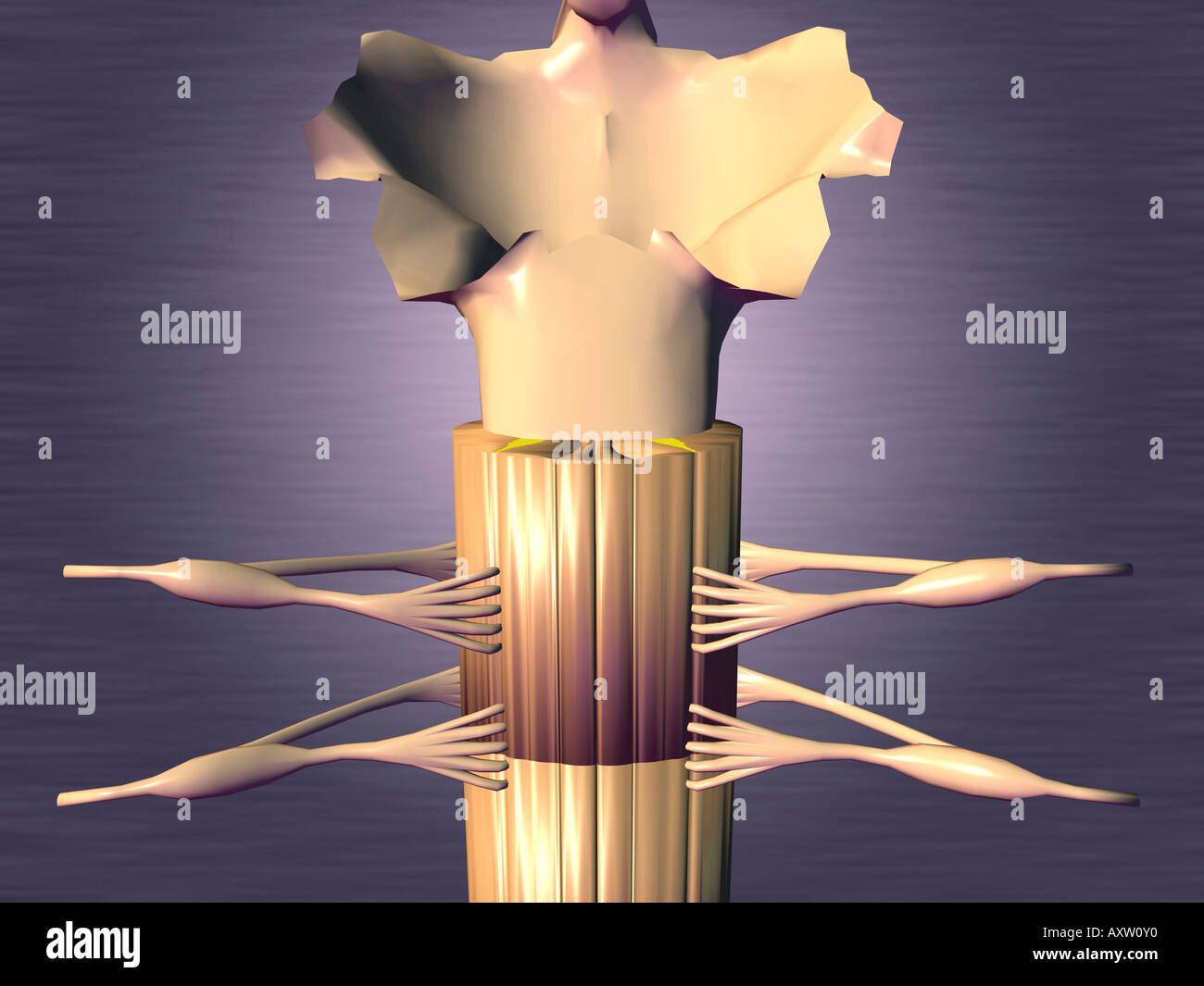 Spinal ganglion hi-res stock photography and images - Alamy