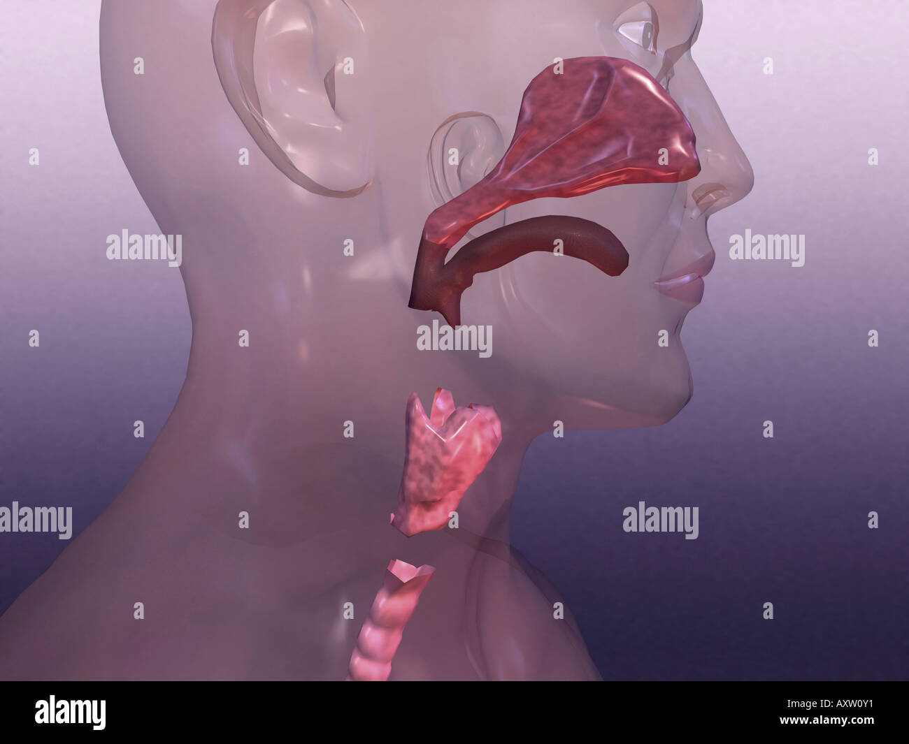 Voice box anatomy hi-res stock photography and images - Alamy