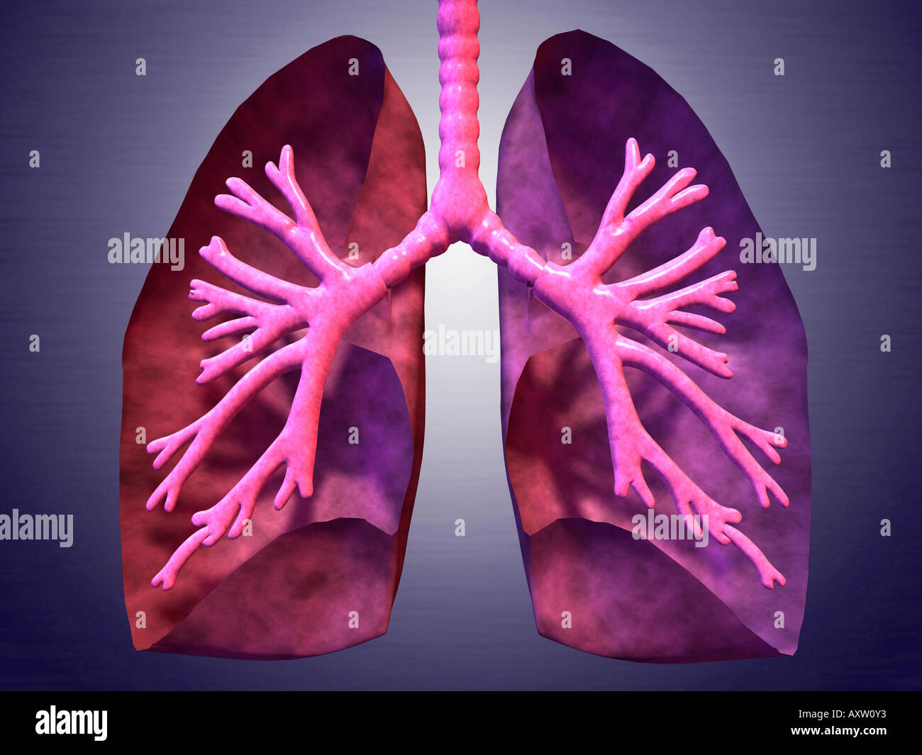 Human lungs and bronchial tree hi-res stock photography and images - Alamy