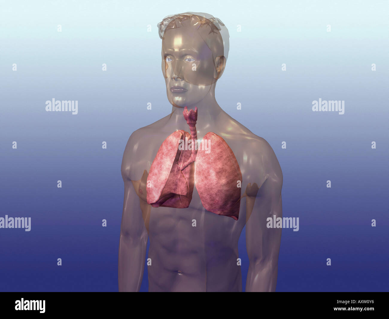 Bronchi close up hi-res stock photography and images - Alamy