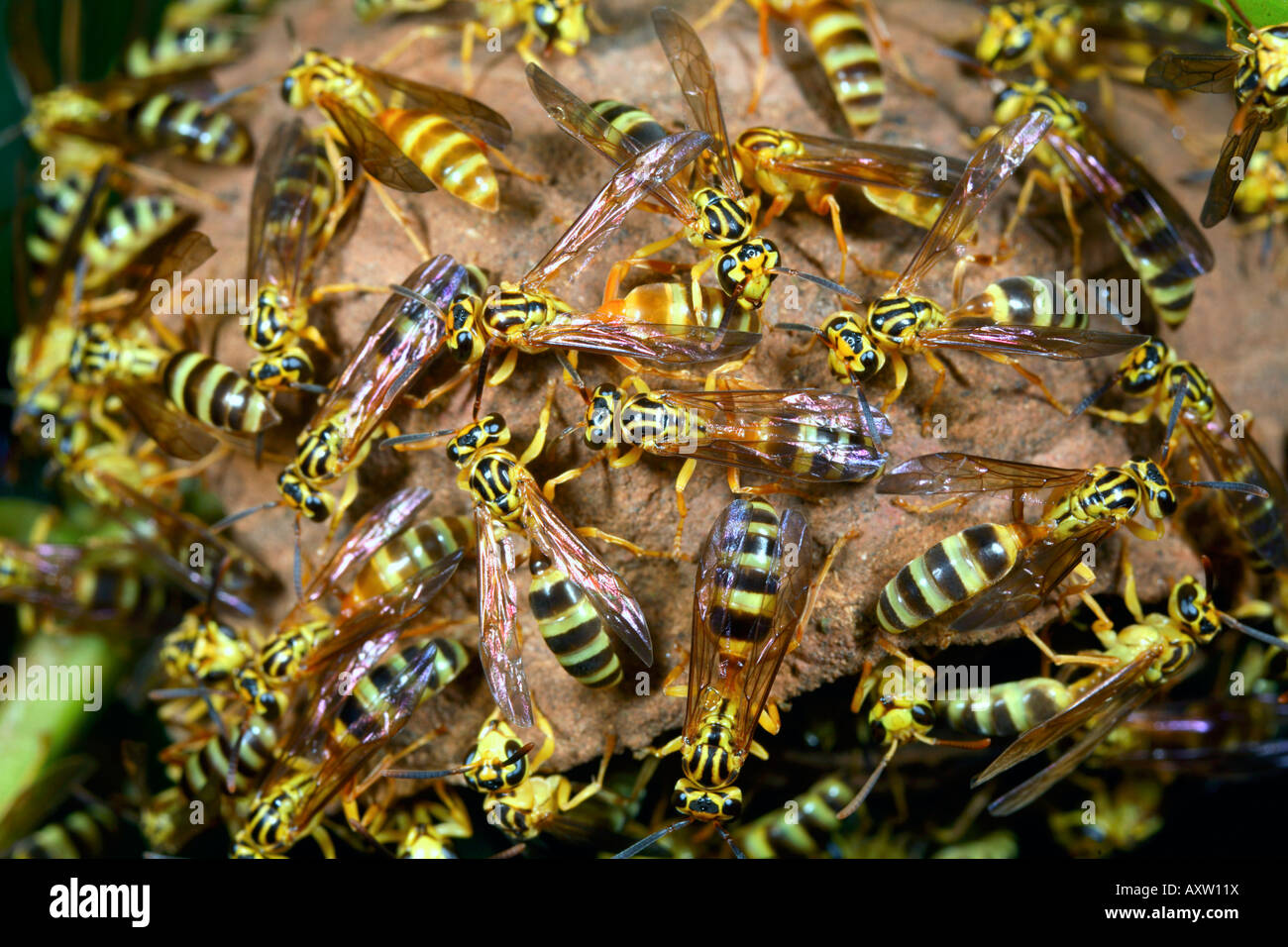Wasp nest hi-res stock photography and images - Alamy