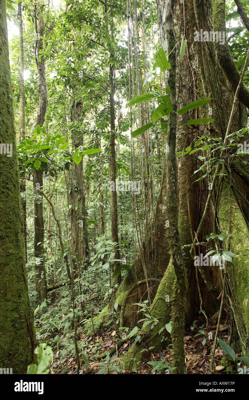 Rainforest tree buttressed trunk hi-res stock photography and images ...