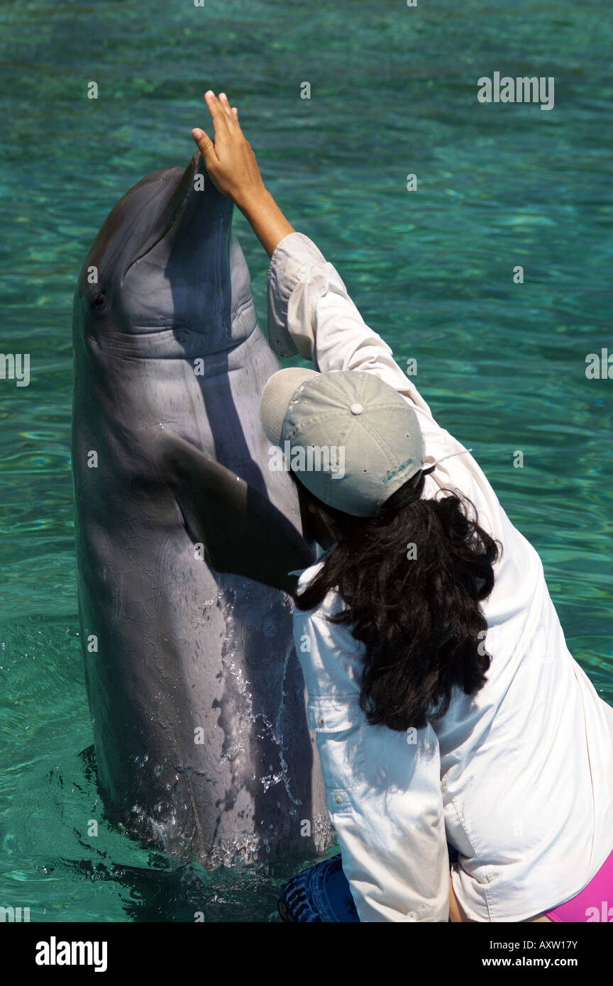 dolphin and trainer, Anthony's Key Dive Resort, Roatan, Honduras Stock ...