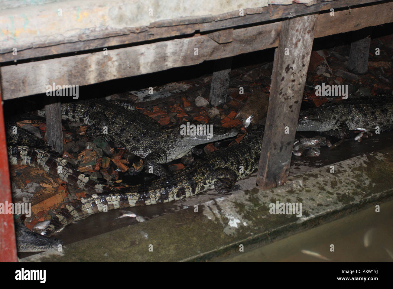 crocodile pit, siem reap, cambodia Stock Photo - Alamy