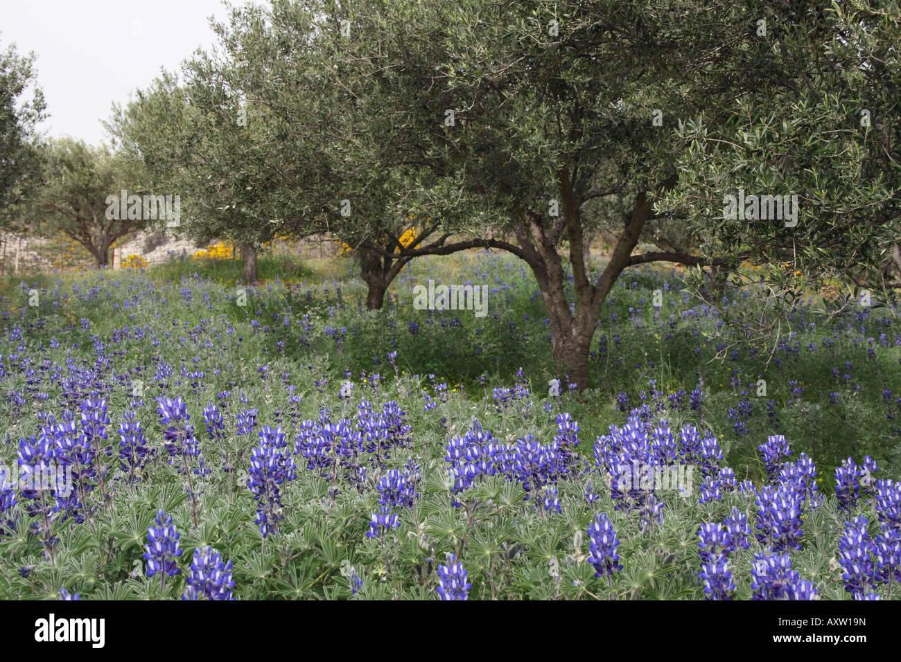 Wildflowers Greece Greek Cretan High Resolution Stock Photography and ...