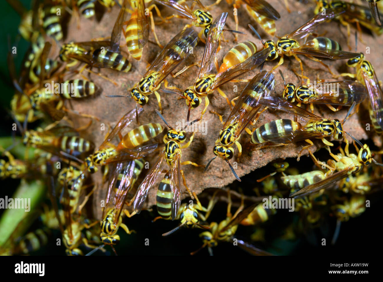 Wasp swarm hi-res stock photography and images - Alamy