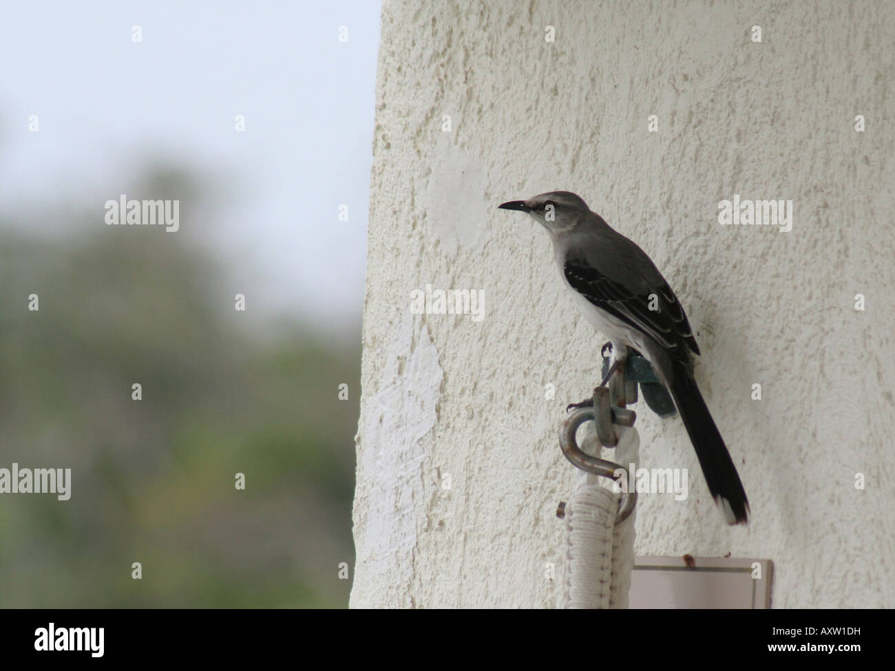 Mockingbird house hi-res stock photography and images - Alamy