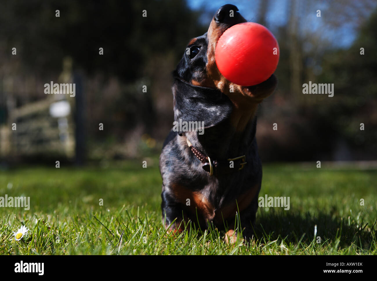 Dachshund (or sausage dog) puppy with red ball Stock Photo - Alamy