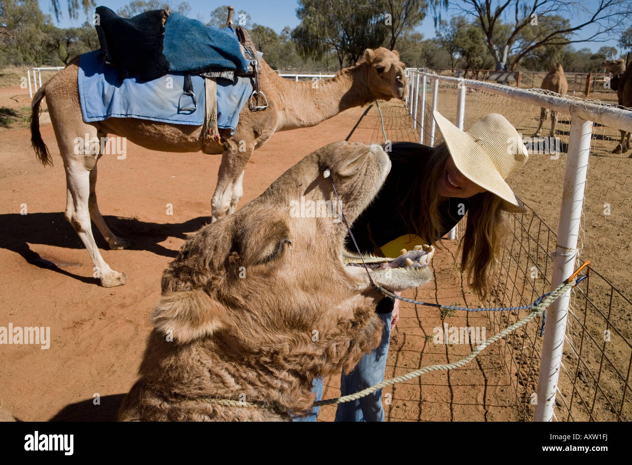 tourist camel riding in Australia Stock Photo - Alamy