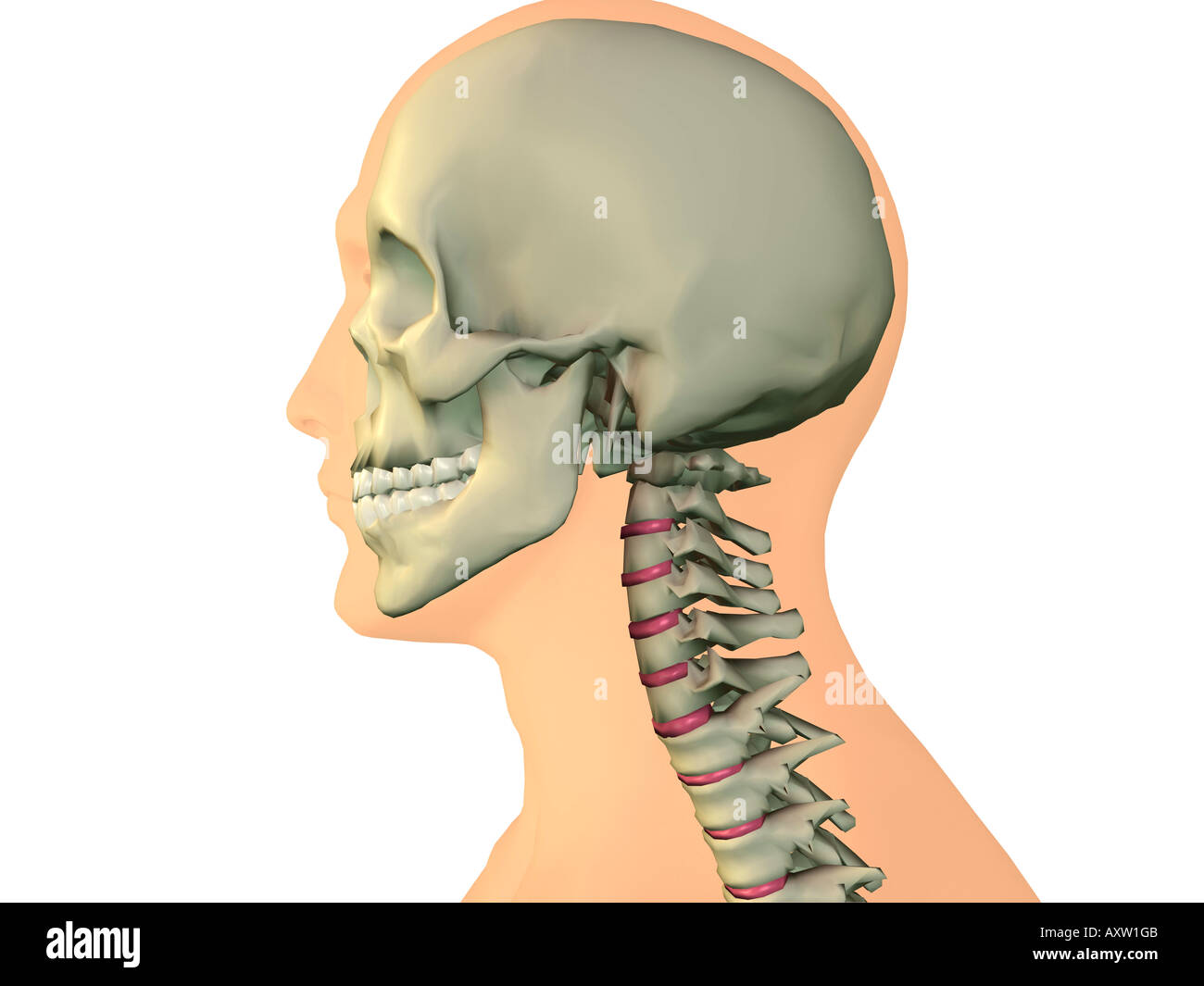 Atlas vertebra and human hi-res stock photography and images - Alamy
