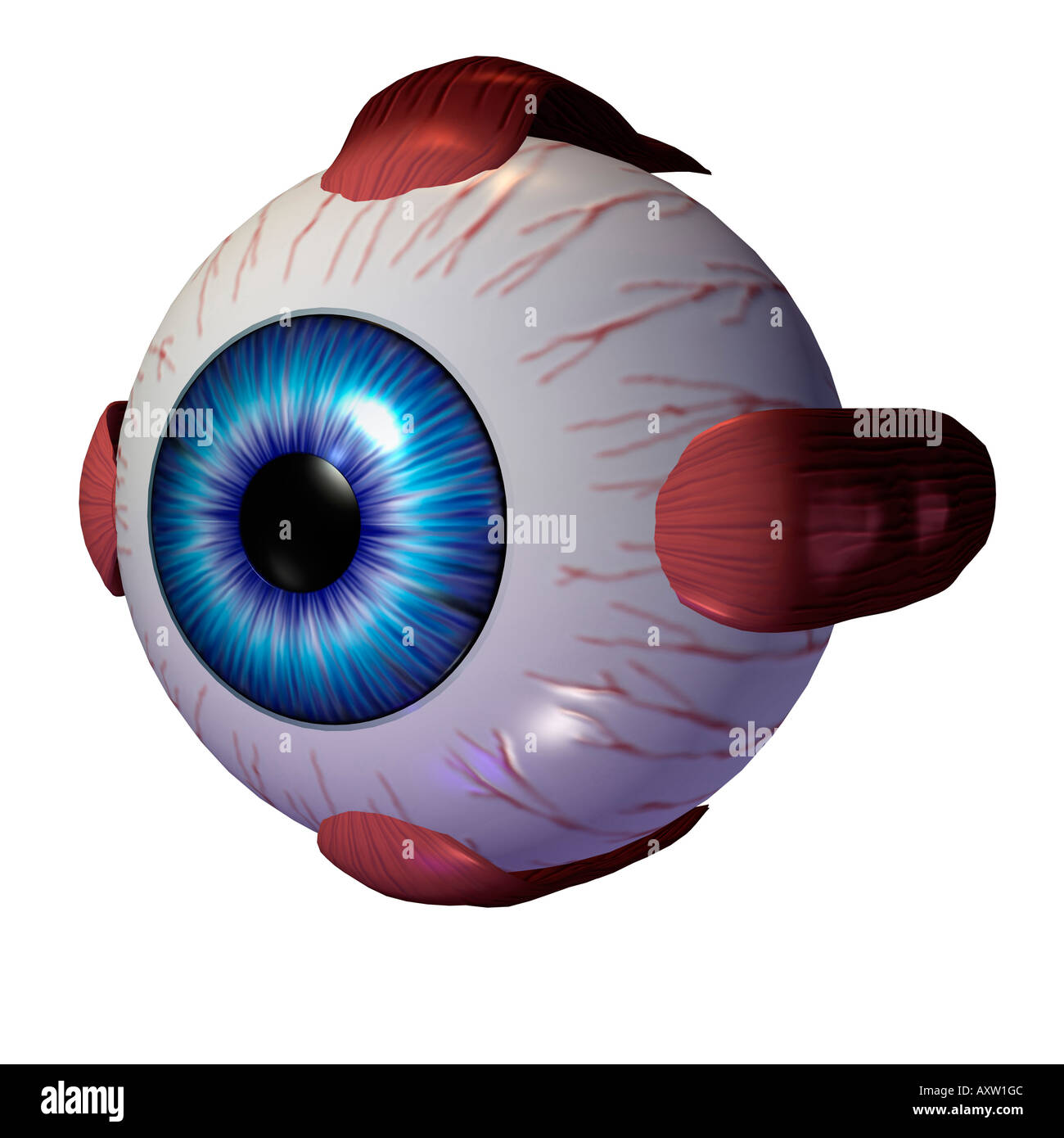 Perception eye Cut Out Stock Images & Pictures - Alamy