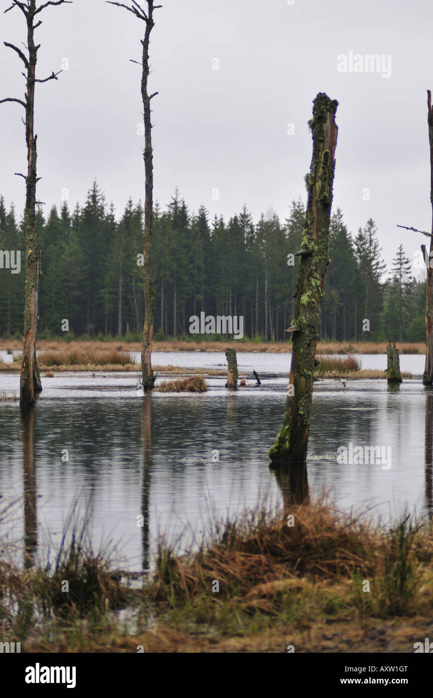 Swedish forest in the rainy winter Stock Photo - Alamy