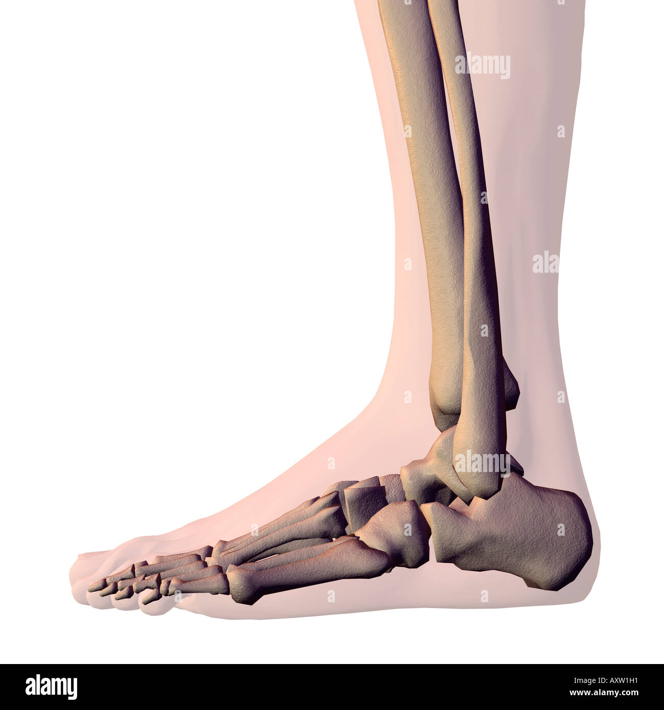 Foot anatomy side view Cut Out Stock Images & Pictures - Alamy