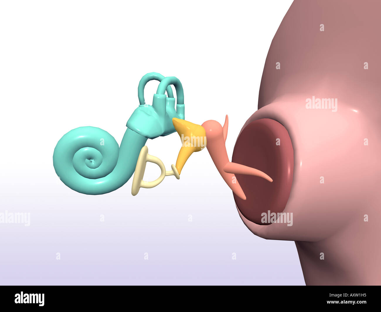 Tympanic cavity hi-res stock photography and images - Alamy