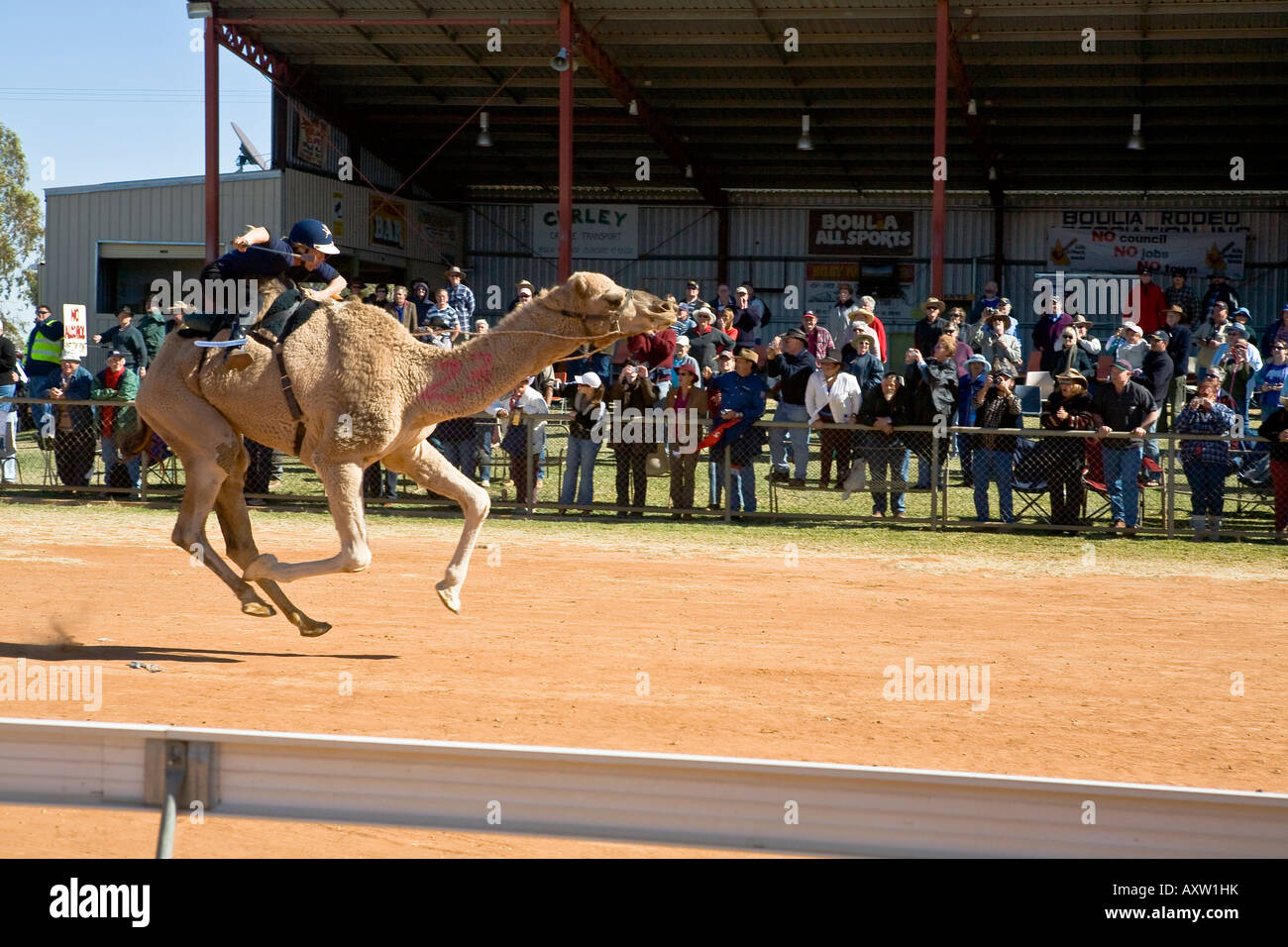 Glenda Sutton races Old Reggie Boy Boulia Camel Races Queensland ...