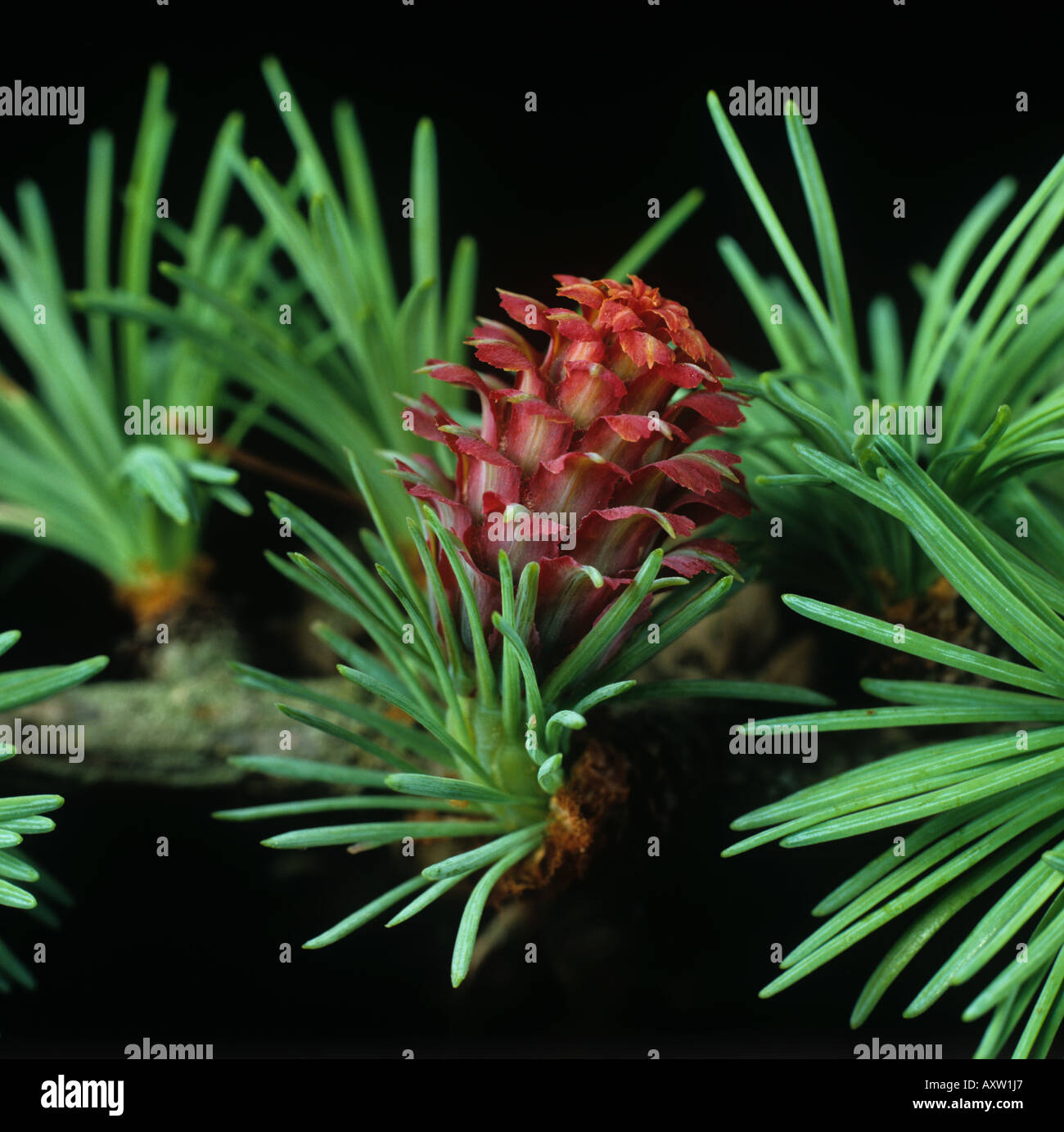 A larch Larix decidua flower and young needles Stock Photo - Alamy