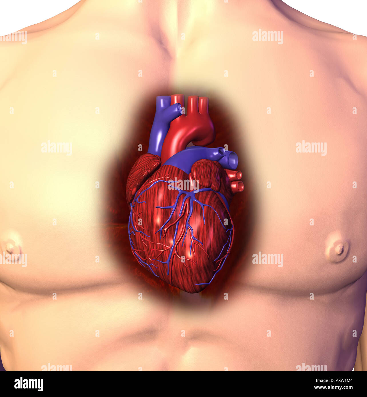 Human heart chest cavity hi-res stock photography and images - Alamy