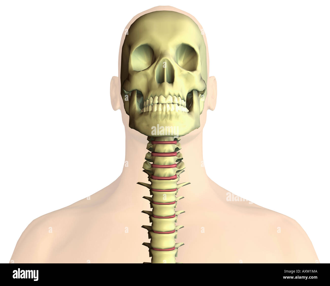 Human neck anatomy hi-res stock photography and images - Alamy