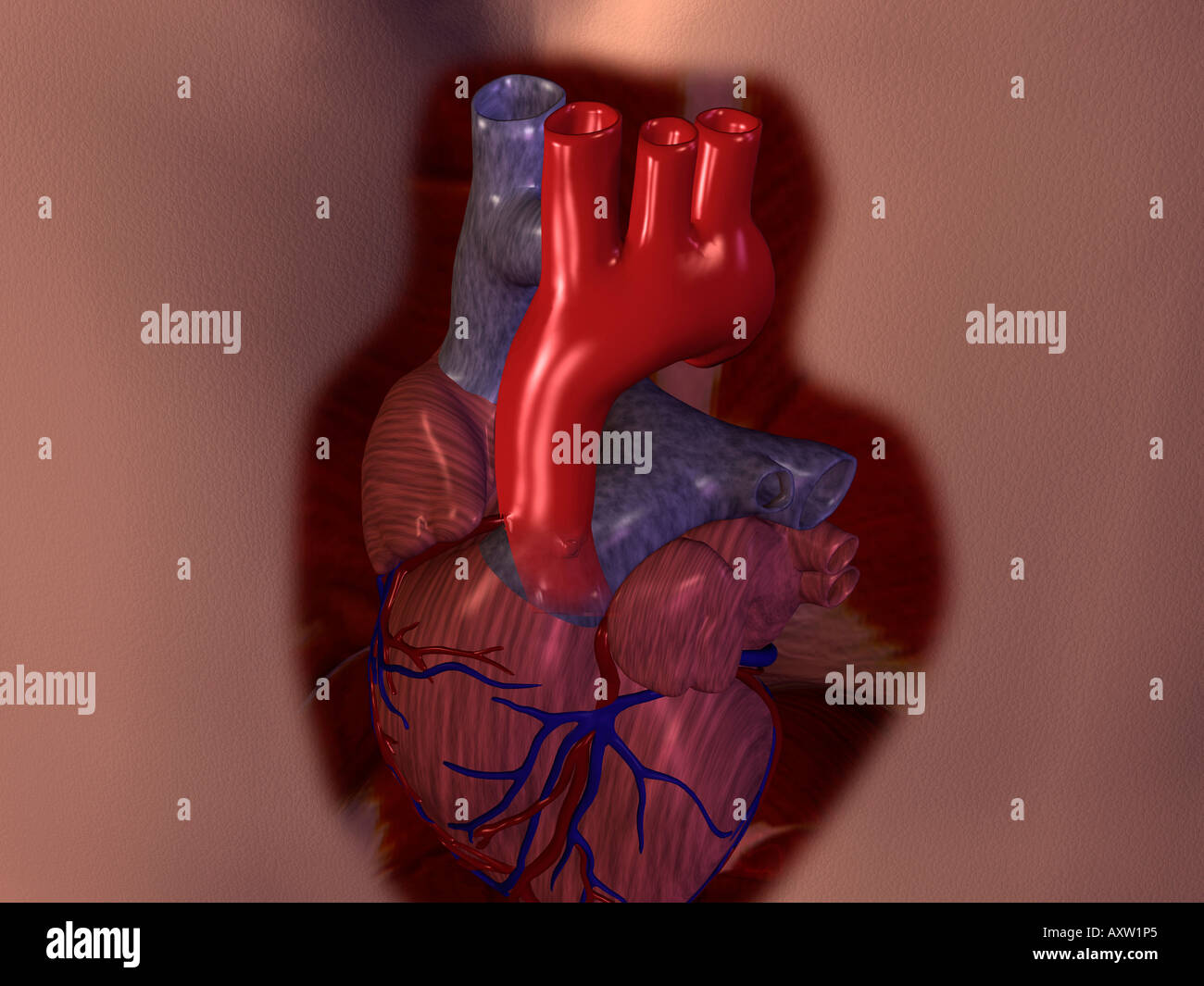 Aortic arch hi-res stock photography and images - Alamy
